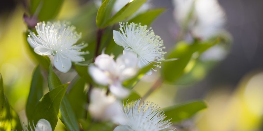 Mirt – zioło nie tylko z tradycją – właściwości lecznicze mirtu – Nasz ...