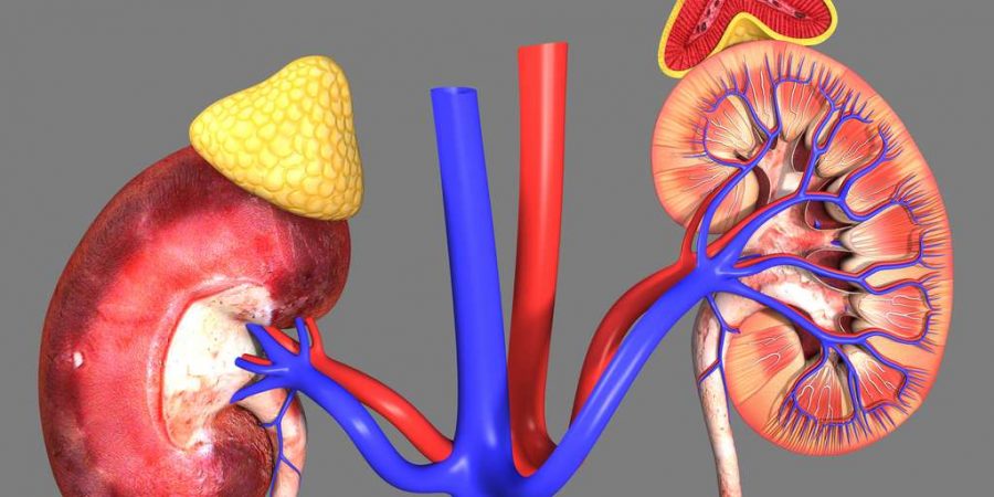 Nadnercza – jakie hormony wydzielają? – Nasz Senior