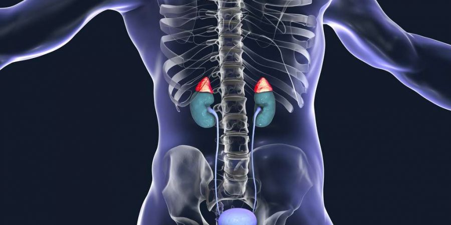 Osłabione nadnercza – jak rozpoznać objawy? – Nasz Senior